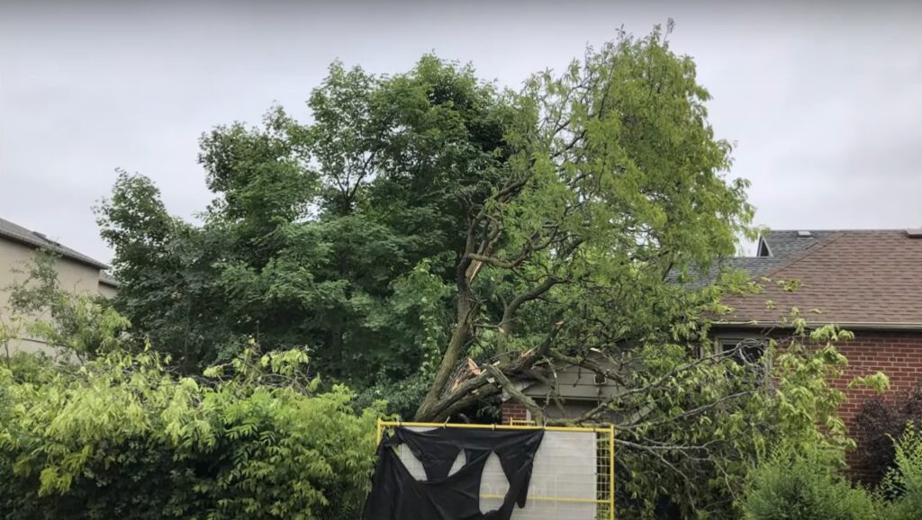 Leaside residents frustrated over the loss of another tree - The Leader ...